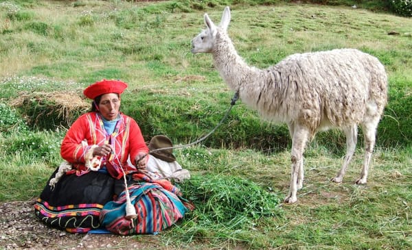 All About PAKA: Sustainable, High-Performance Alpaca Apparel